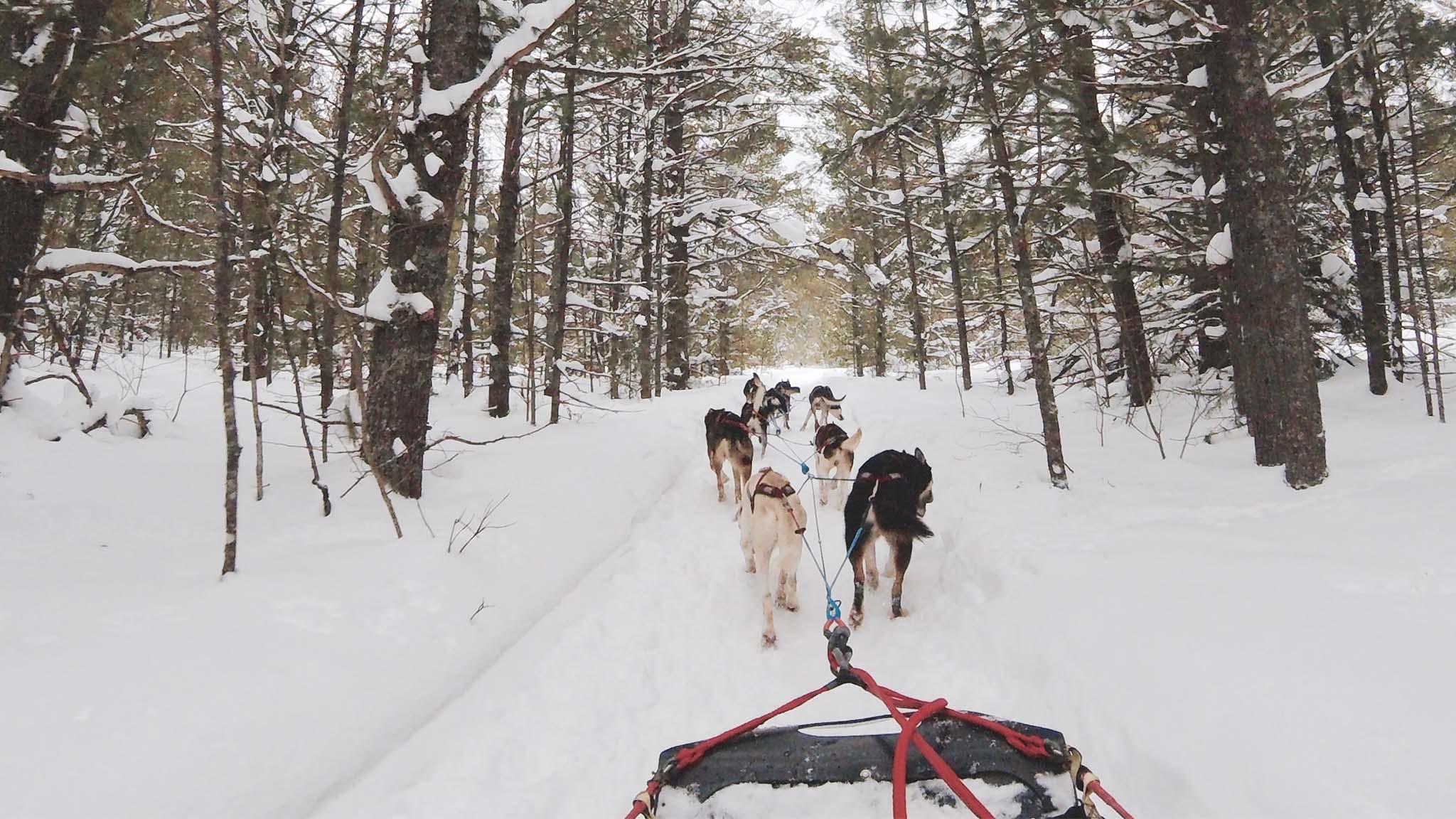 Dog Sledding, Activities